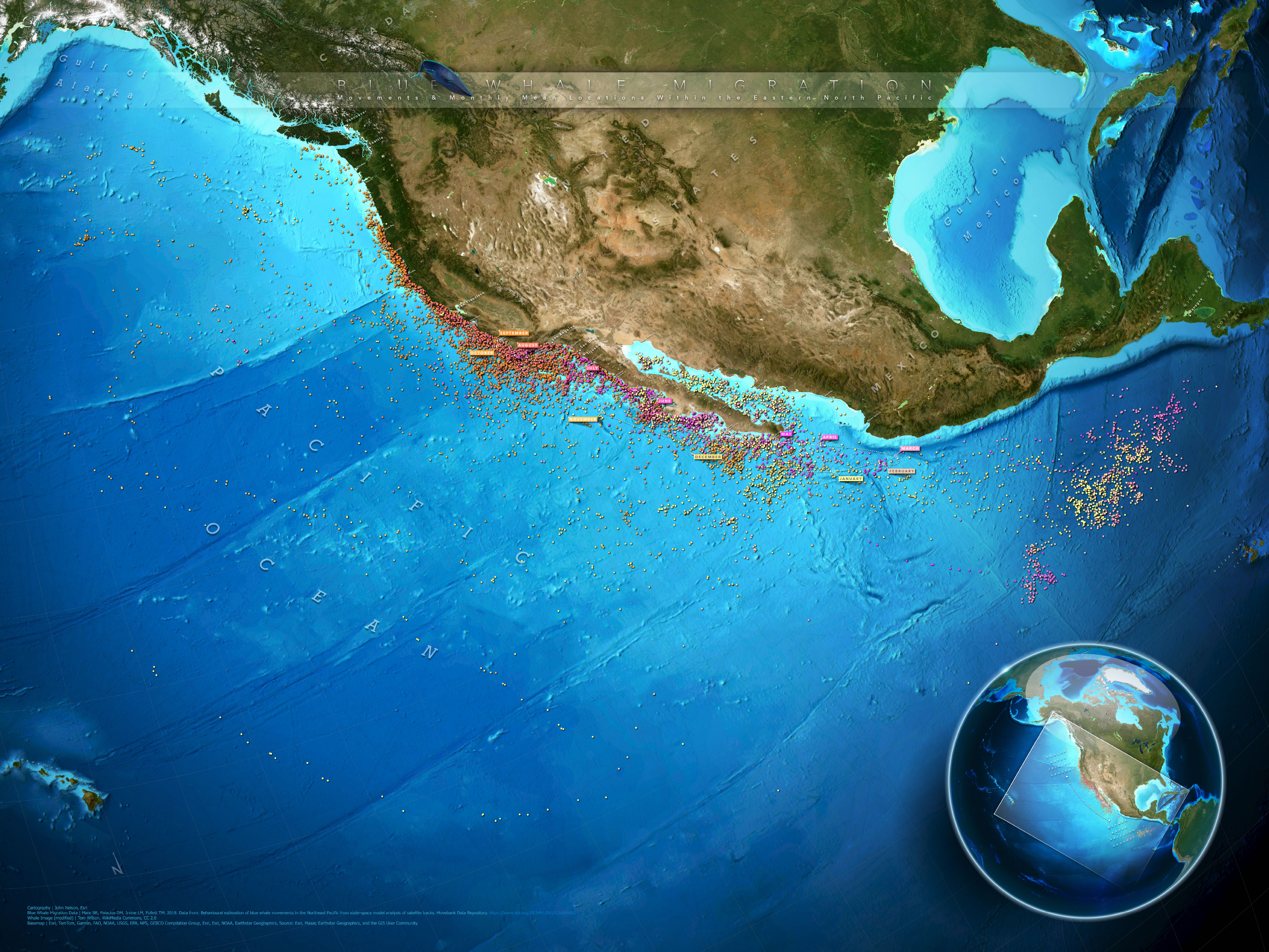 BlueWhales_Nelson – Adventures In Mapping | John Nelson Maps